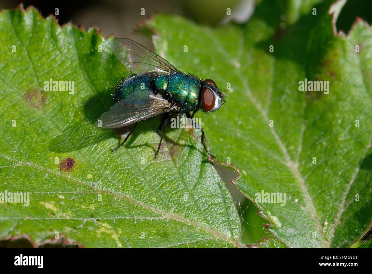 Common green bottle fly (Lucilia sericata) on a leaf Stock Photo - Alamy