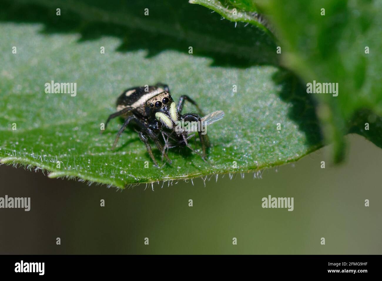 Jumping spider (Heliophanus apiatus) eating an insect Stock Photo - Alamy