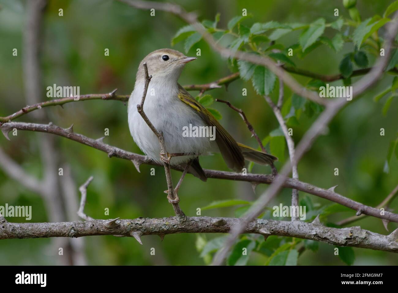 Western Bonelli's Warbler (Phylloscopus bonelli) resting on a branch ...