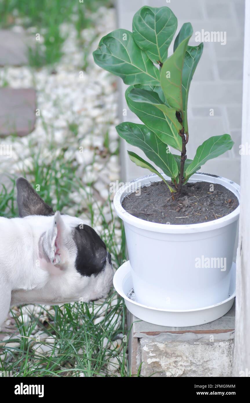 Fiddle Fig, Ficus Lyrata or Ficus Lyrata Bambino plant and French ...
