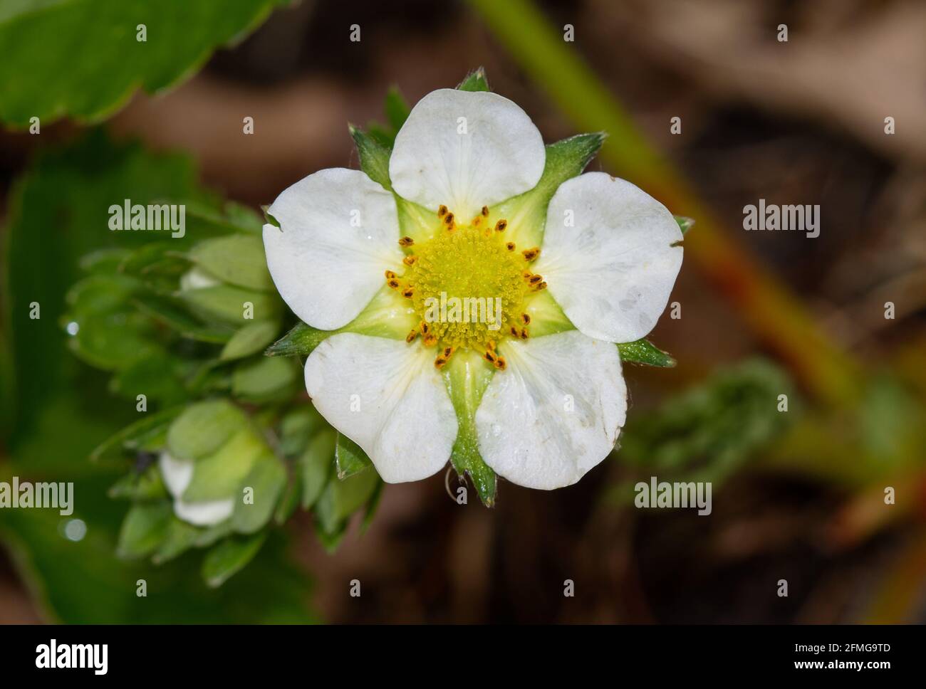 White strawberry plant hi-res stock photography and images - Alamy