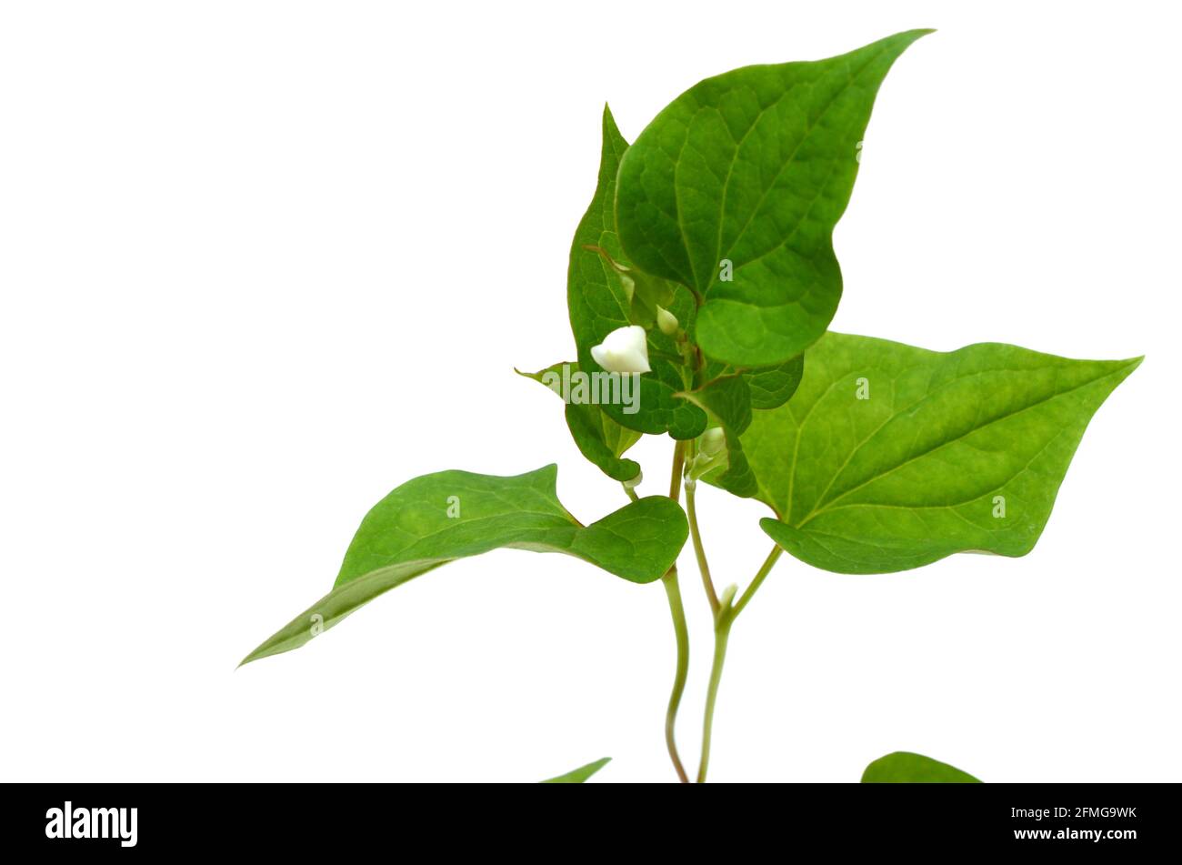 Houttuynia cordata thunb hi-res stock photography and images - Alamy