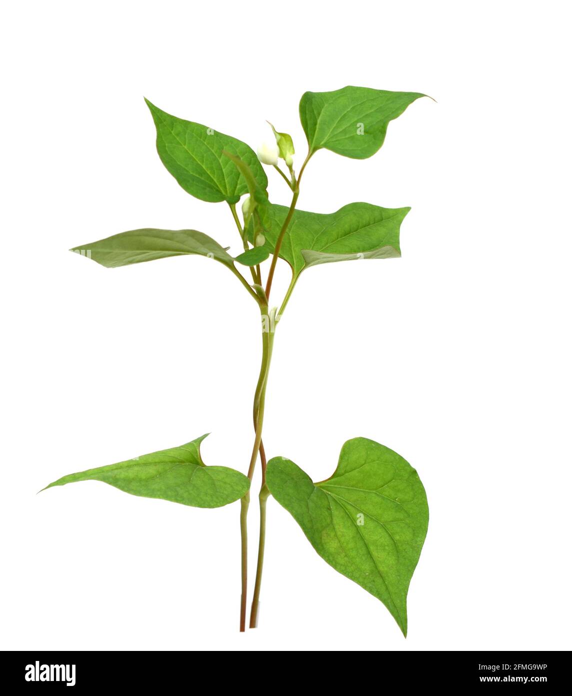 Herbal fish mint branch isolated white Stock Photo - Alamy