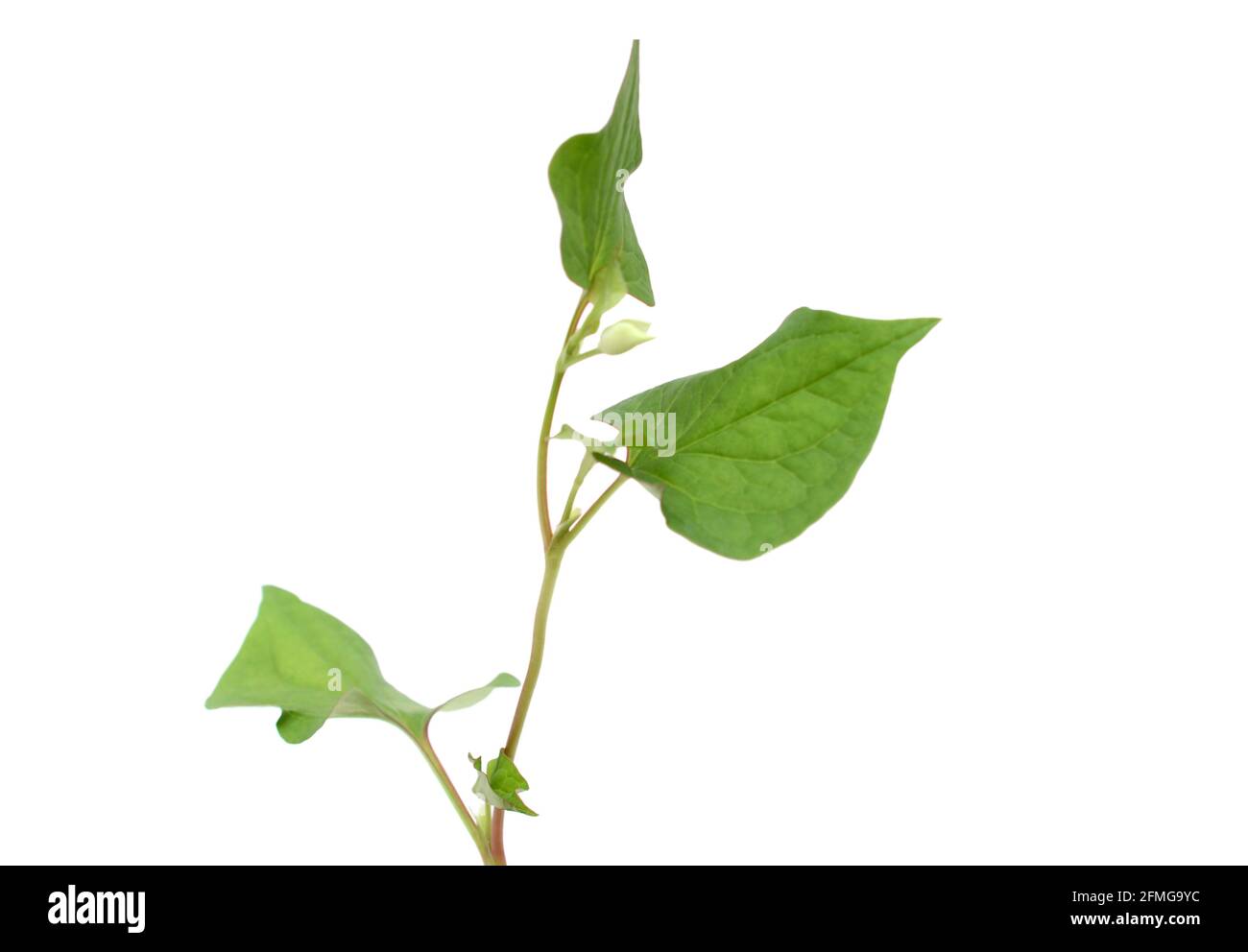 Herbal fish mint branch isolated white Stock Photo - Alamy