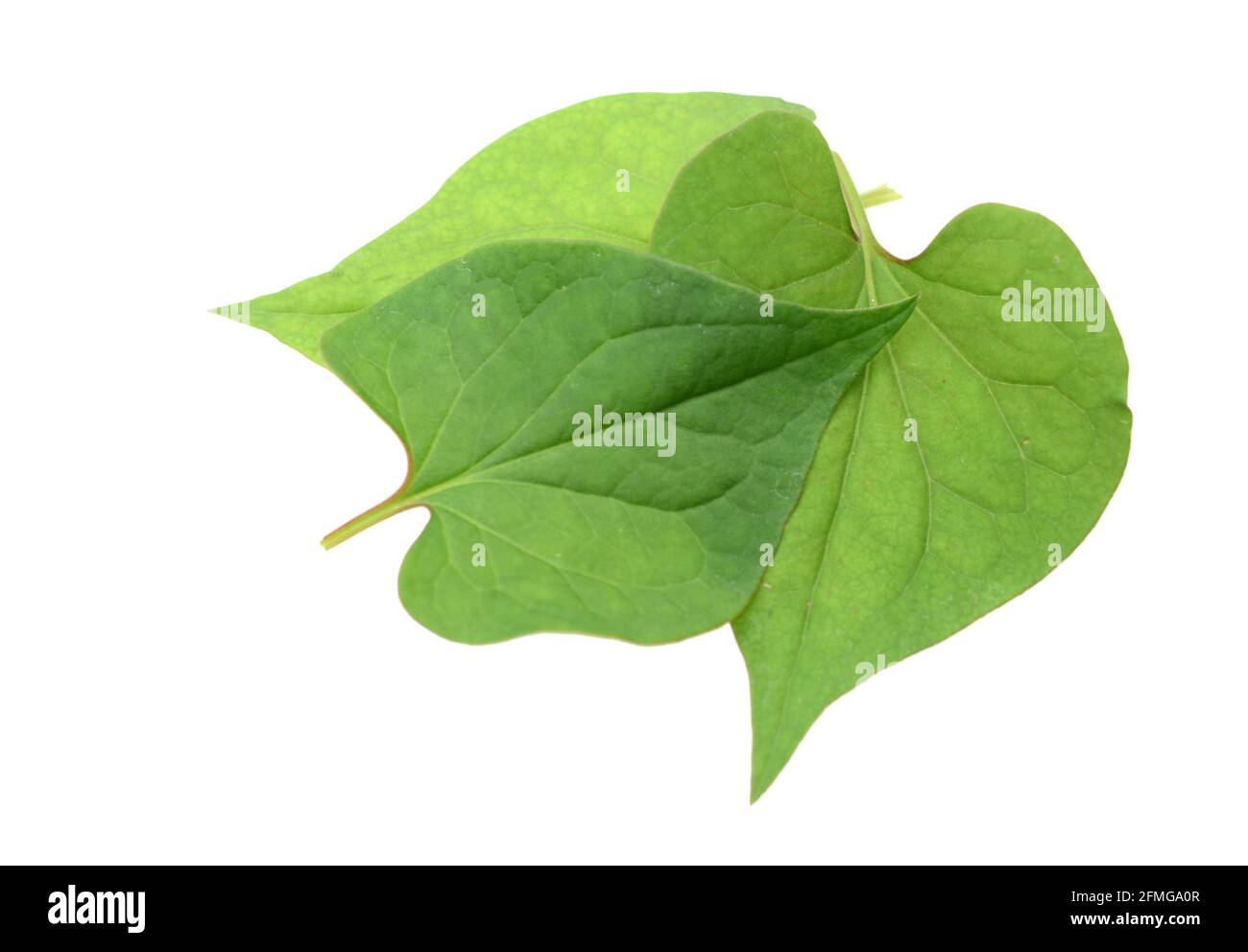 Herbal fish mint leaves isolated on white Stock Photo - Alamy