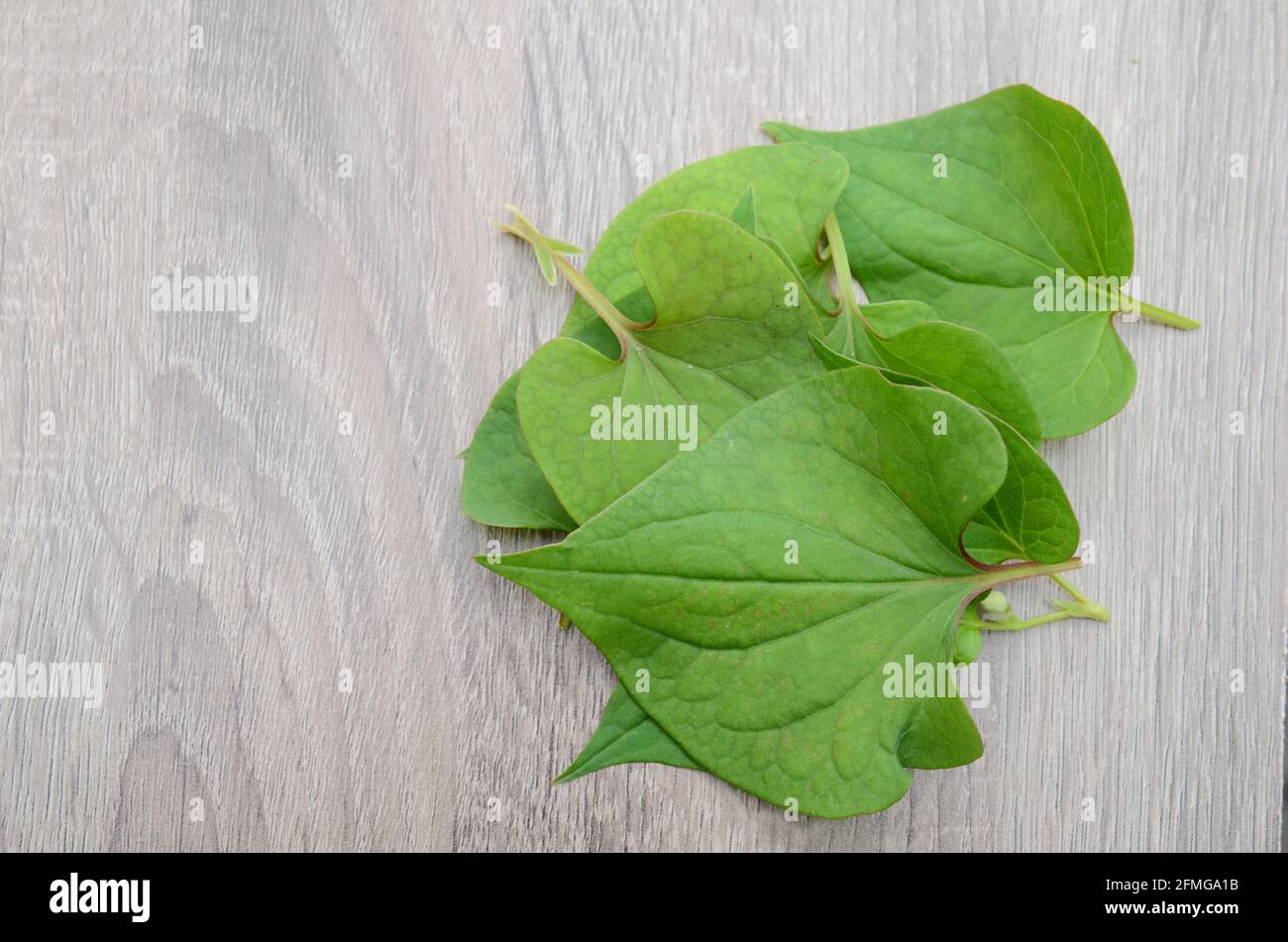 Houttuynia cordata thunb hi-res stock photography and images - Alamy