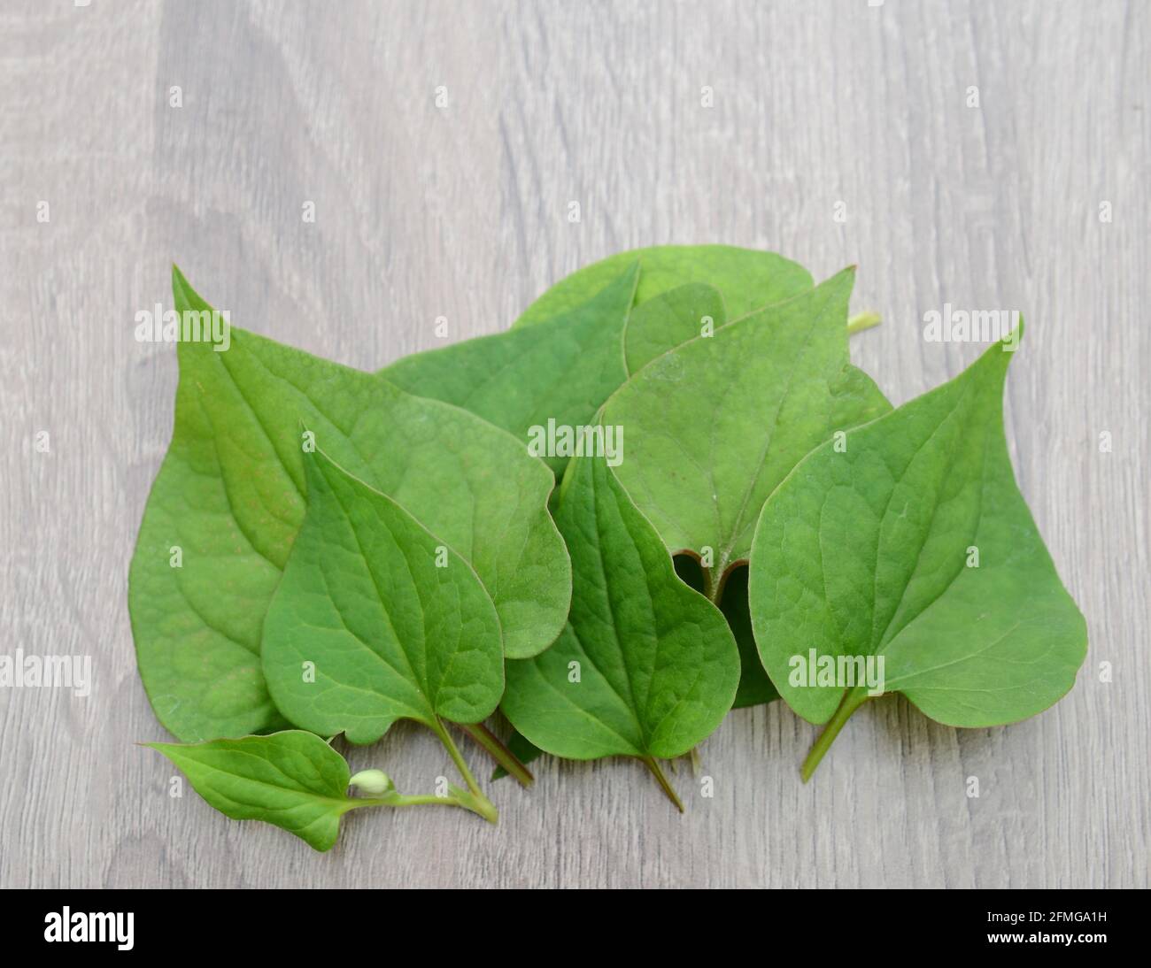 Houttuynia cordata ori fish herb vegetables Stock Photo - Alamy