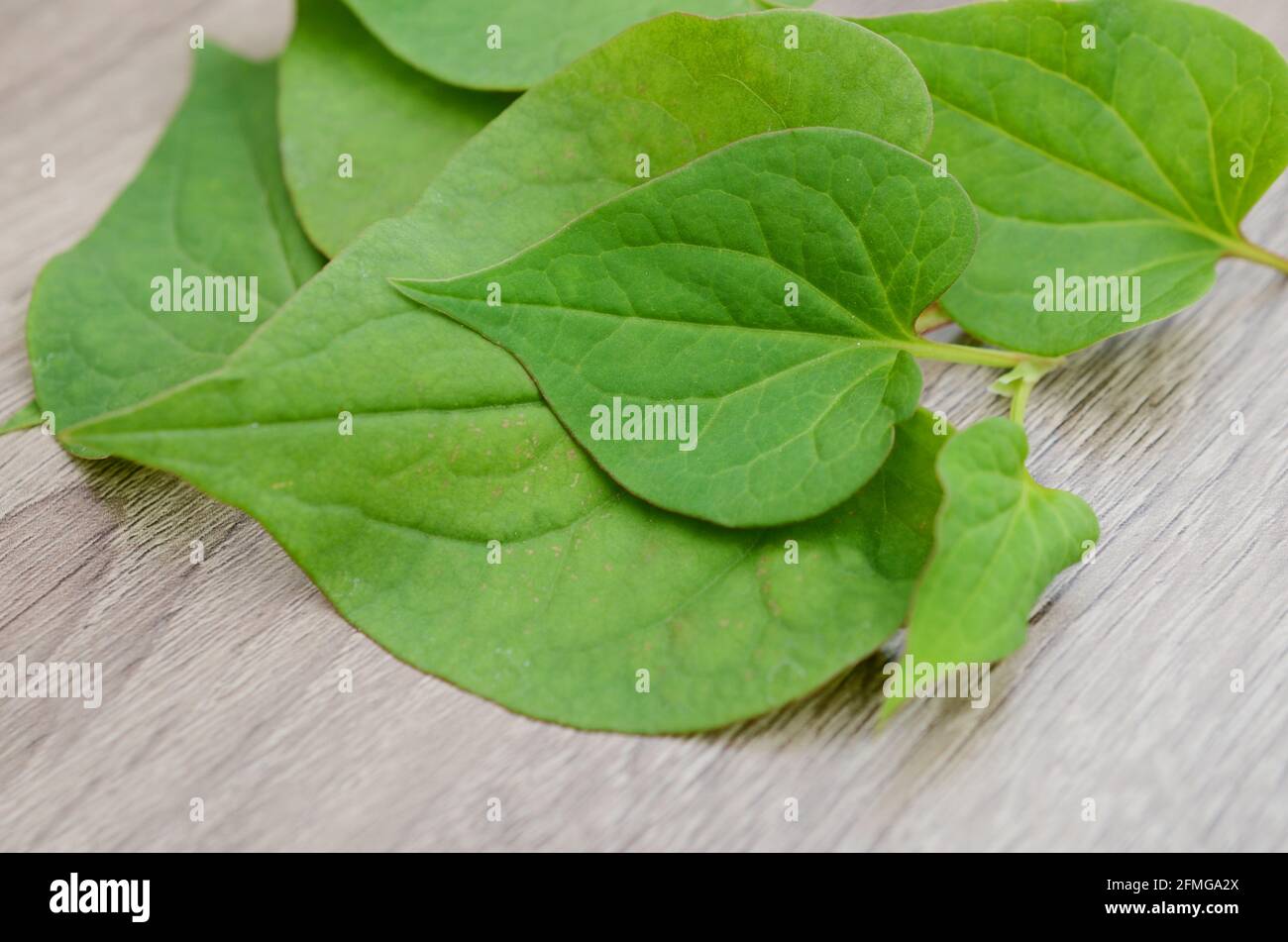 Houttuynia cordata fish vegetable Stock Photo - Alamy