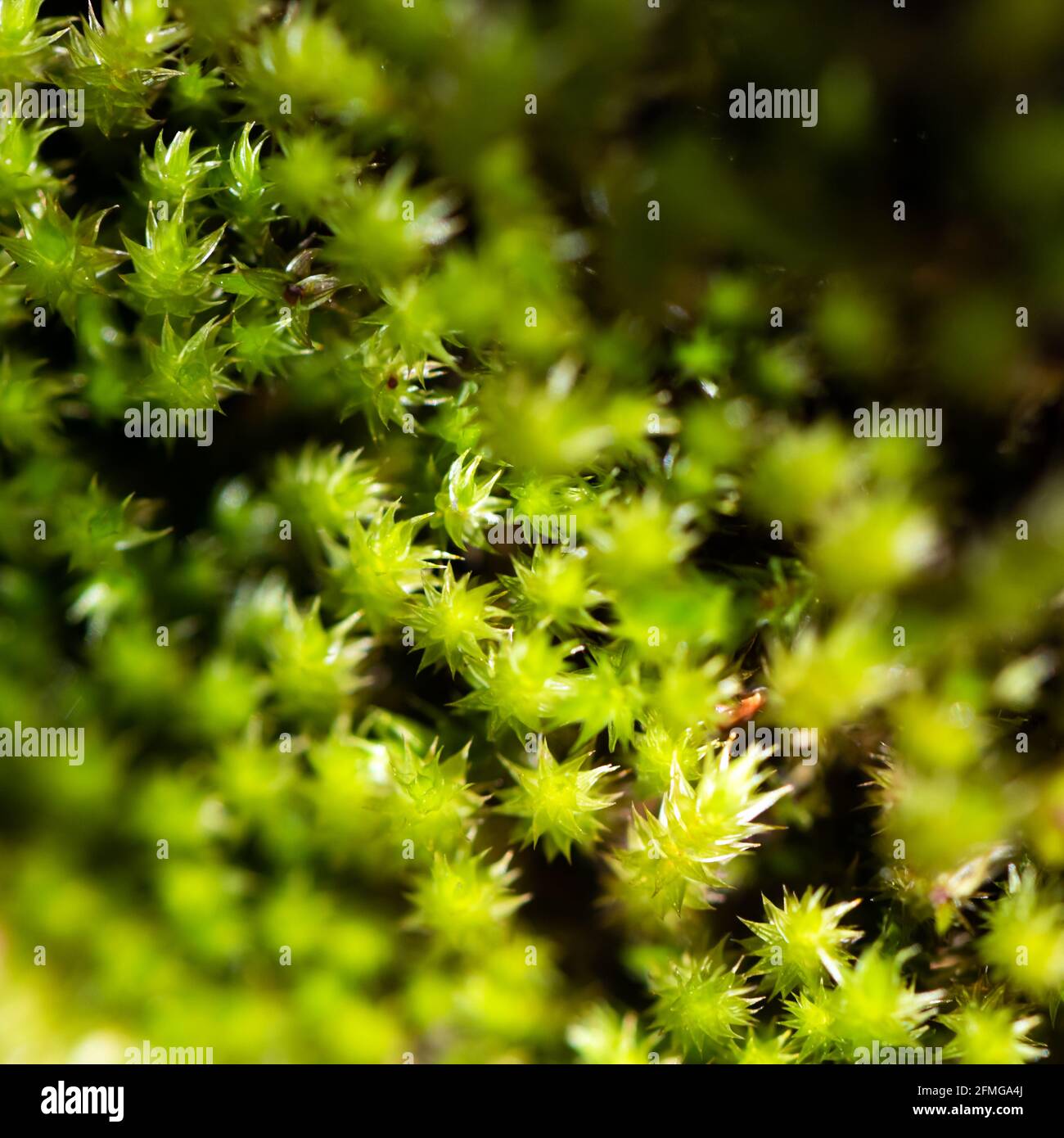 Soft mossy surface hi-res stock photography and images - Alamy