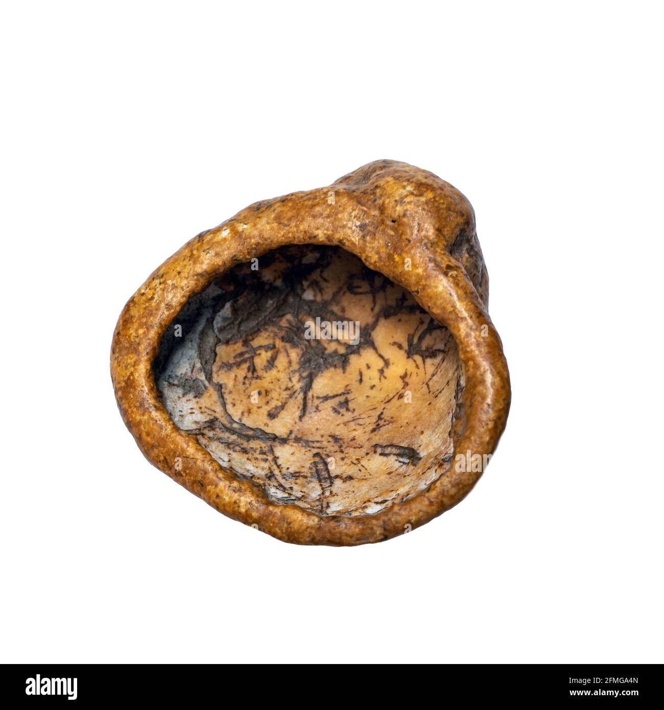 Prehistoric shell hi-res stock photography and images - Alamy