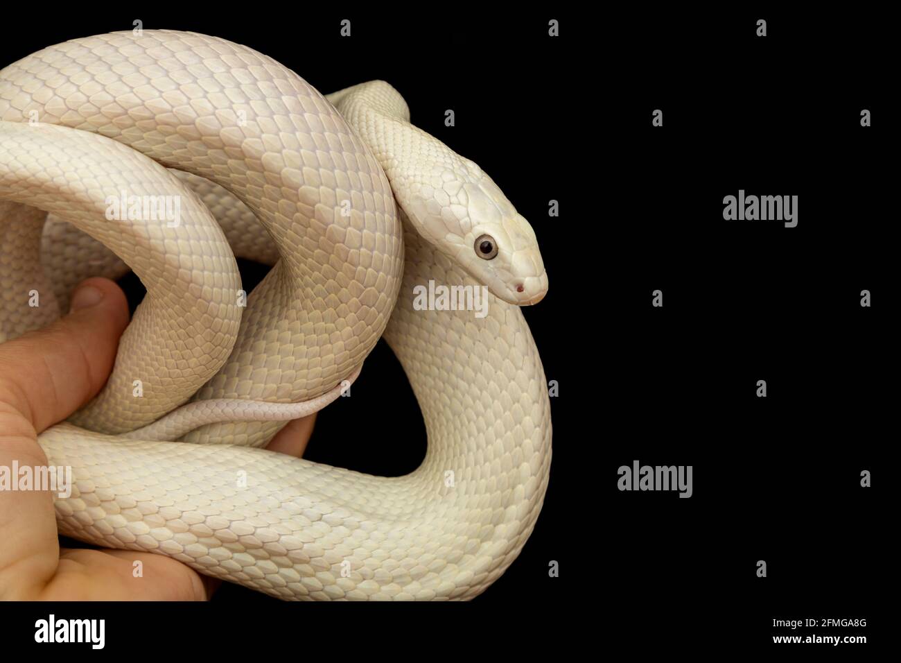 Texas Rat Snake High Resolution Stock Photography and Images - Alamy