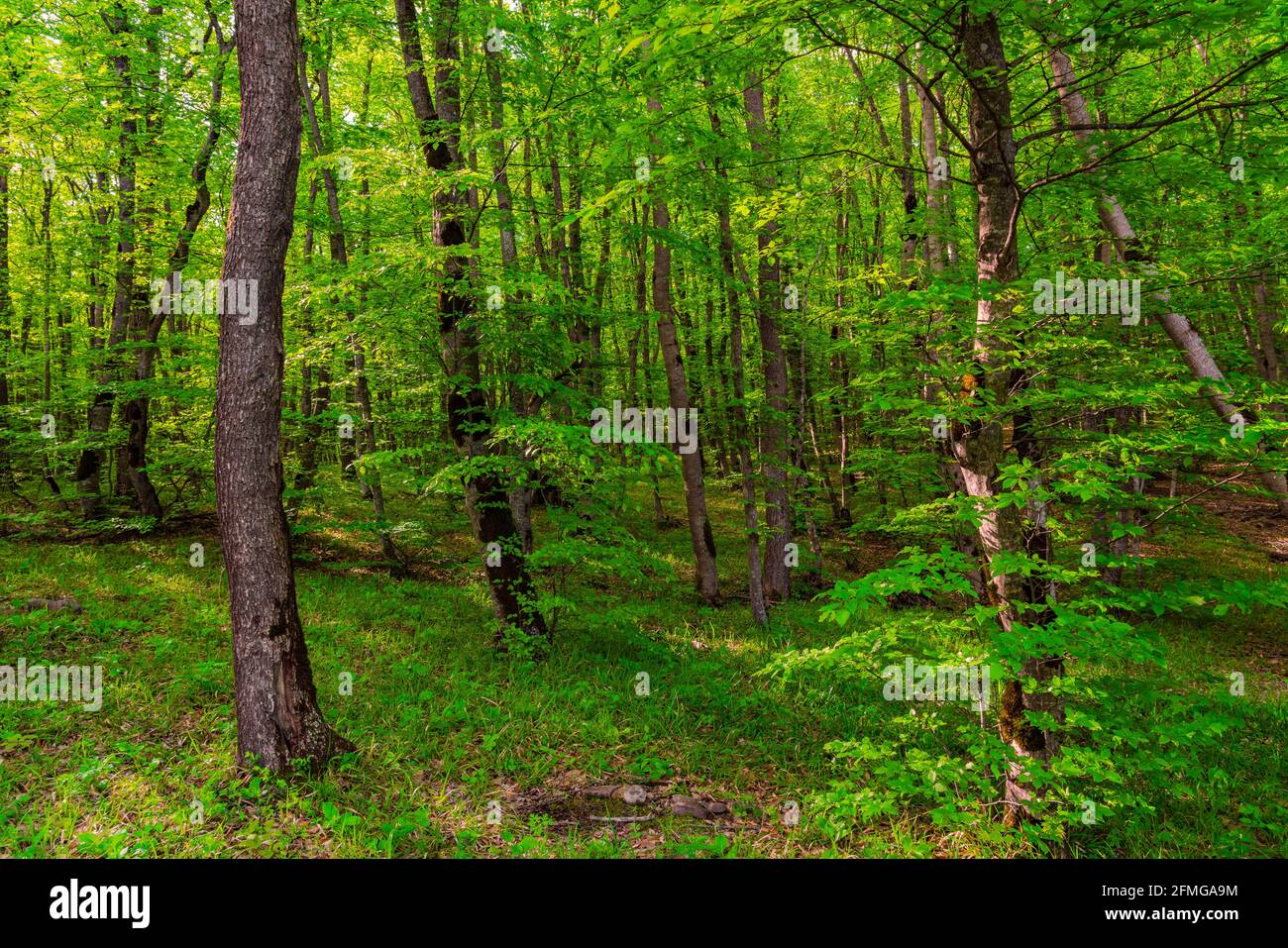 Trees in the green forest Stock Photo - Alamy