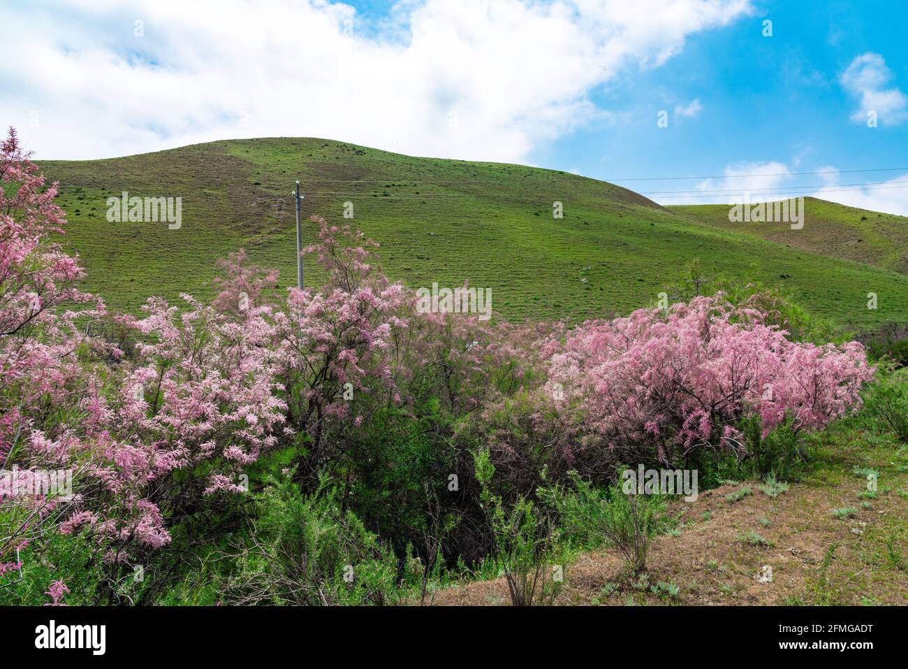 Tamarisk tree desert hi-res stock photography and images - Alamy
