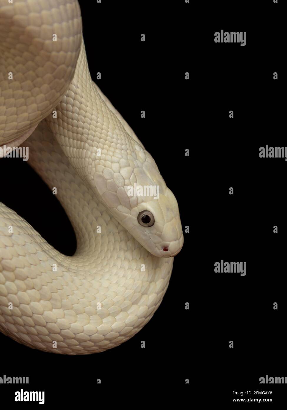Elaphe obsoleta leucistic texas rat snake hi-res stock photography and ...
