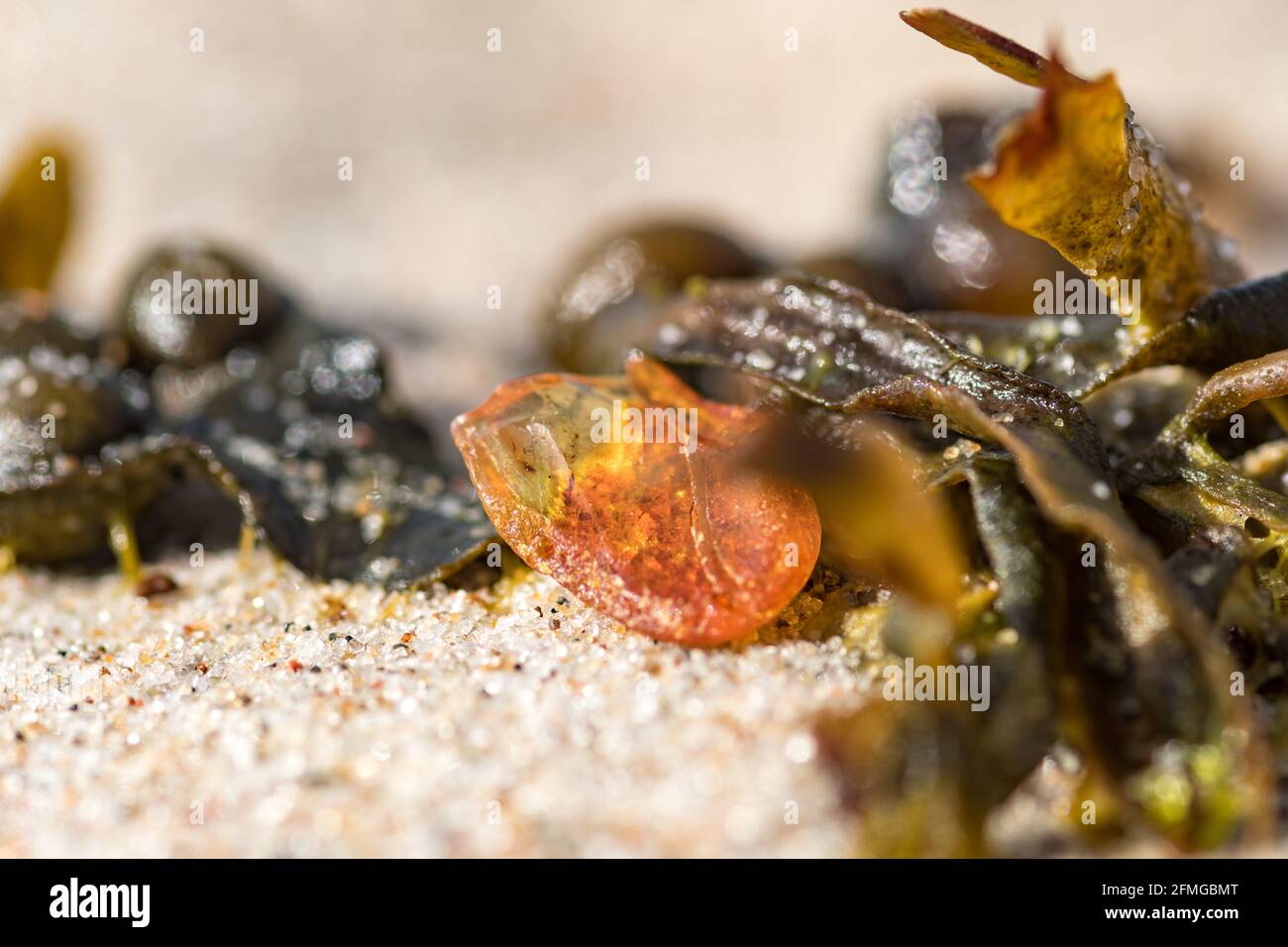 Amber fossil hi-res stock photography and images - Alamy