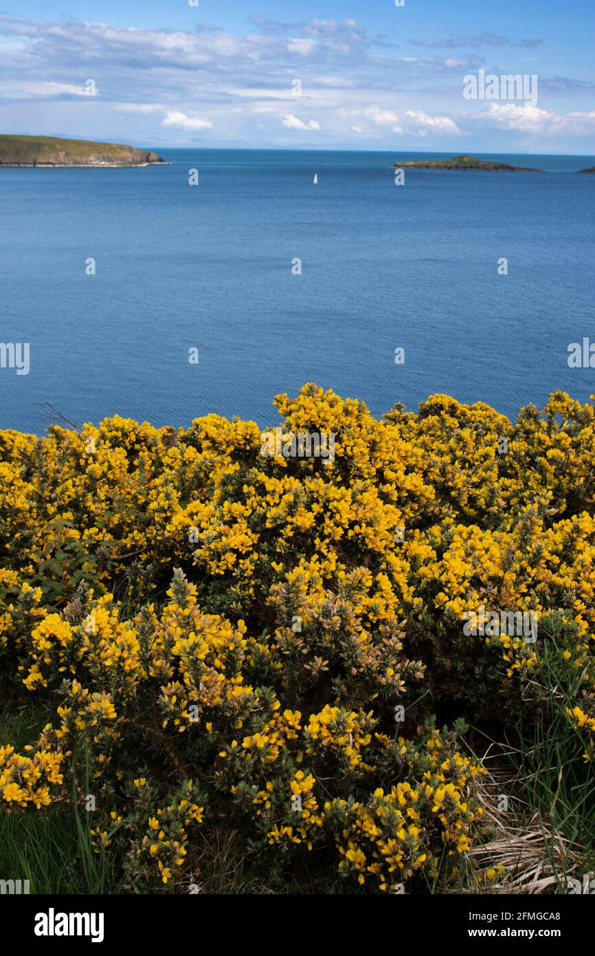 Common Gorse bush, Ulex Europaeus, growing on top of a cliff on the ...