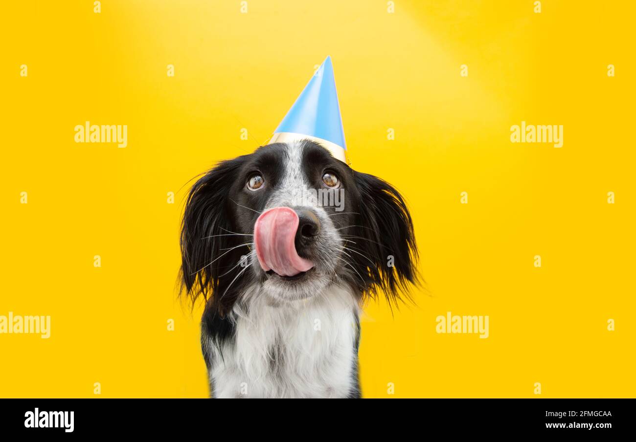 Border collie dog celebrating birthday or carnival wearing party hat ...