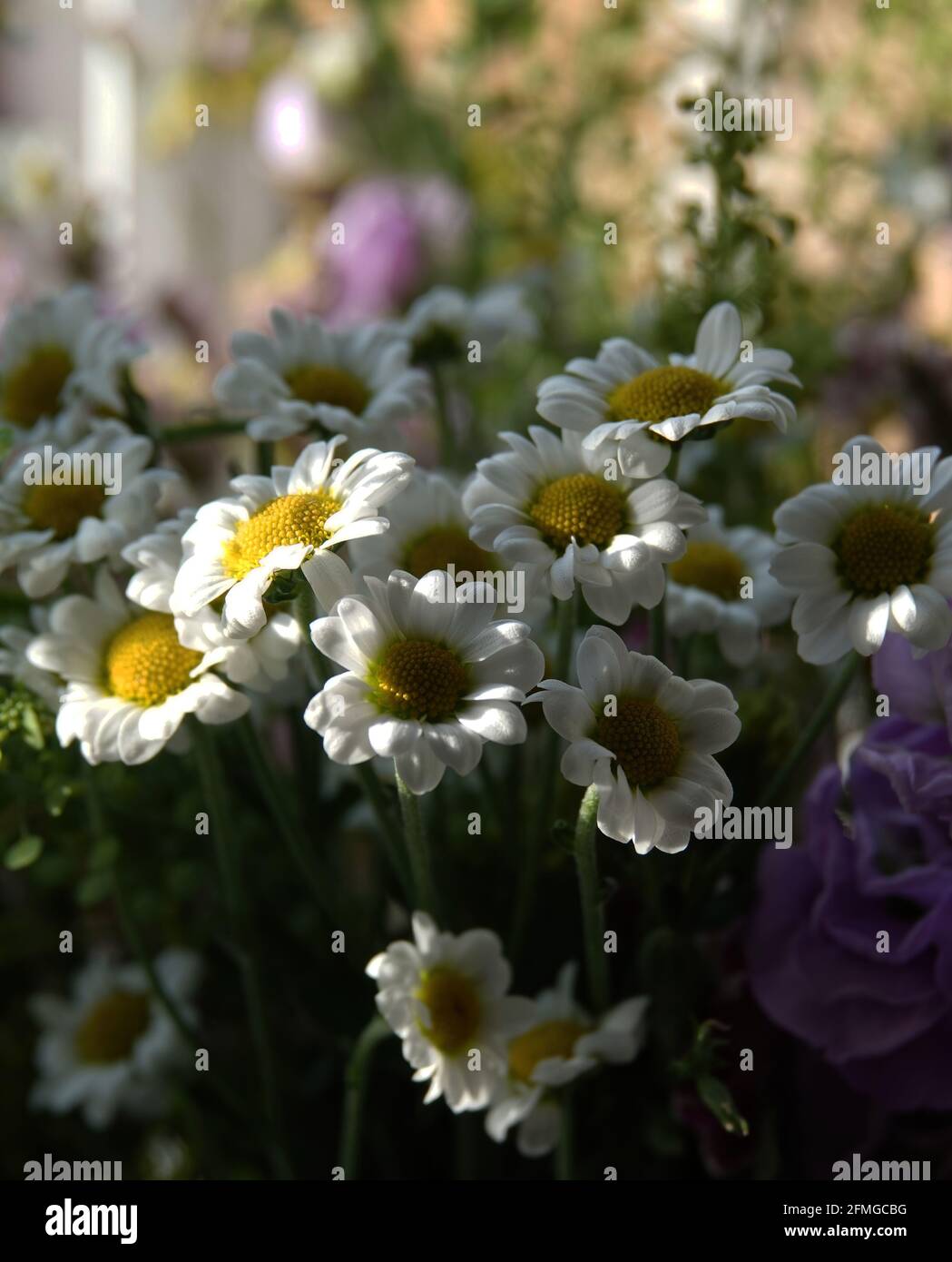 A vertical shot of daisy flowers in a sunny garden with blurred ...