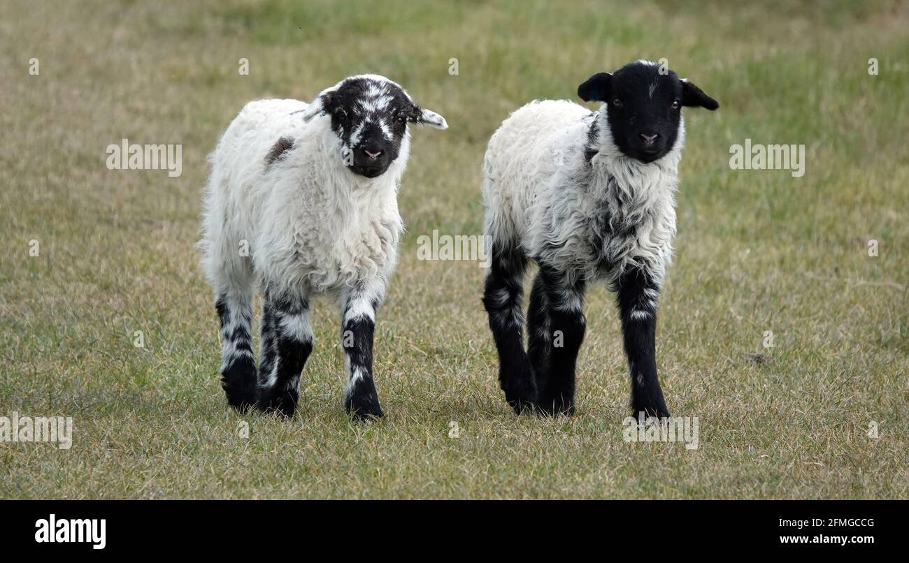 A pair of black and white lambs walking on a field of grass on a farm ...