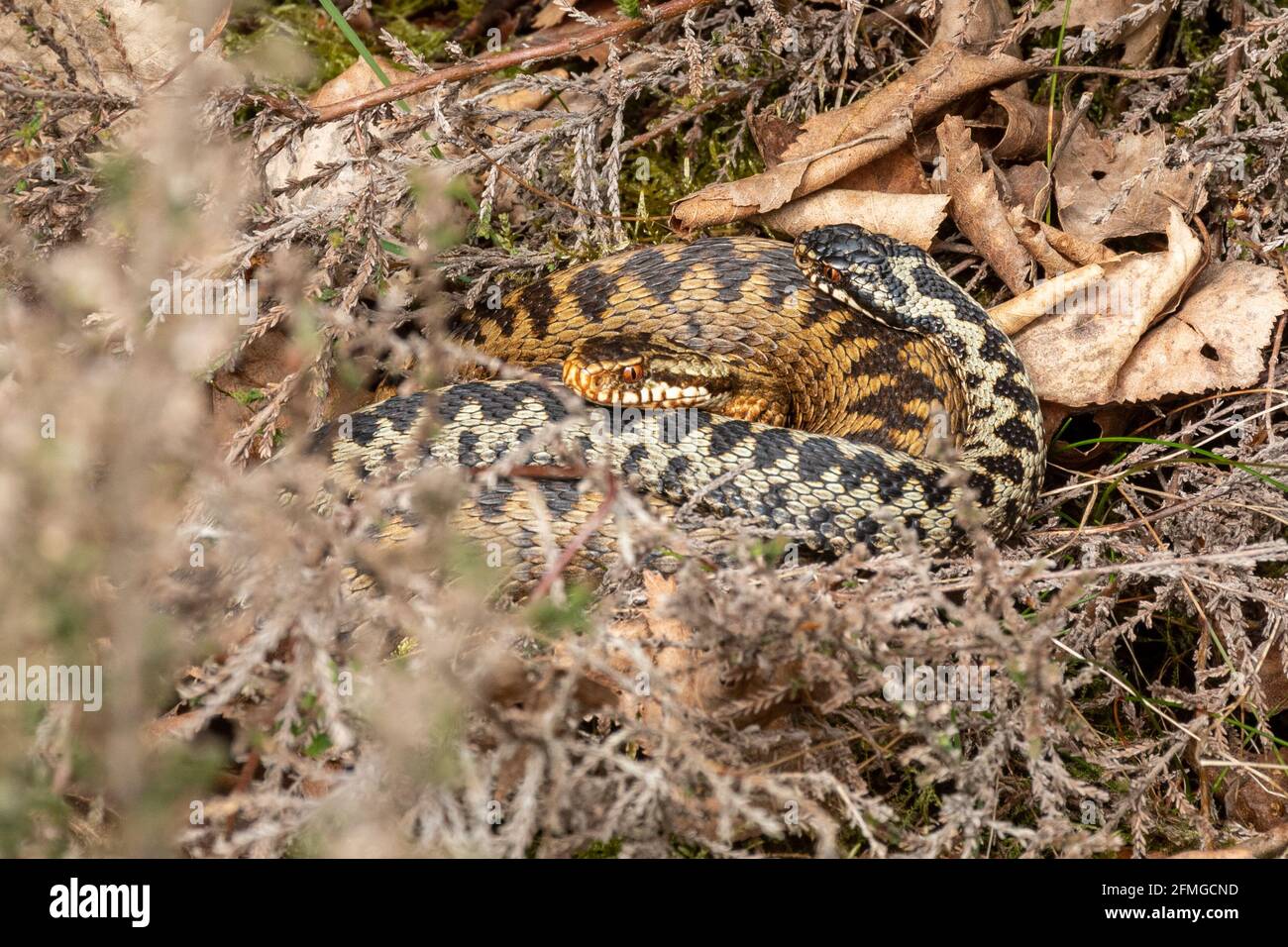 Courting adders hi-res stock photography and images - Alamy