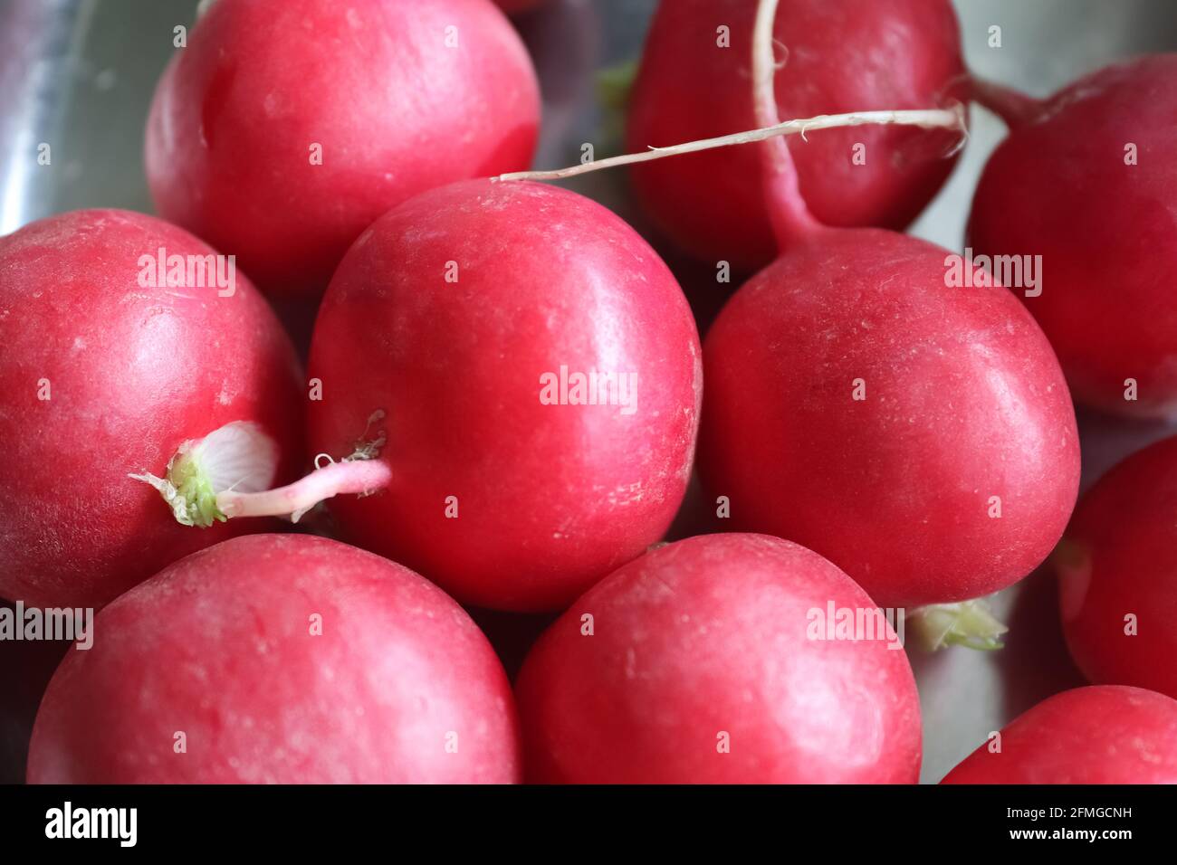 Bunch of radishes. Freshly harvested, purple colored radishes. Growing ...