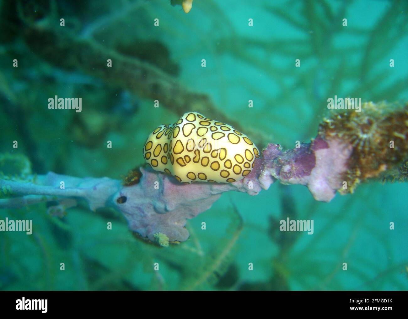 A closeup of a flamingo tongue snail on corral reefs at the Caribbean ...