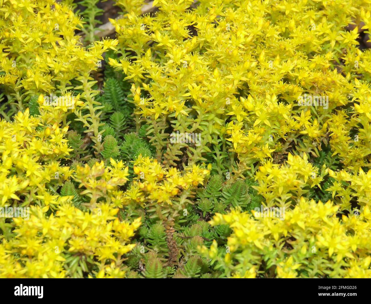 Sedum acre close up hi-res stock photography and images - Alamy