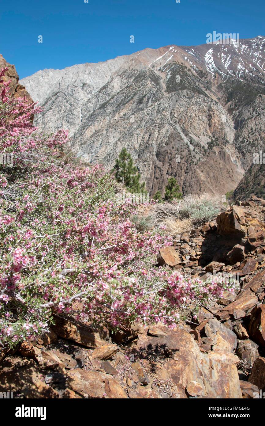 Pine creek mine hi-res stock photography and images - Alamy