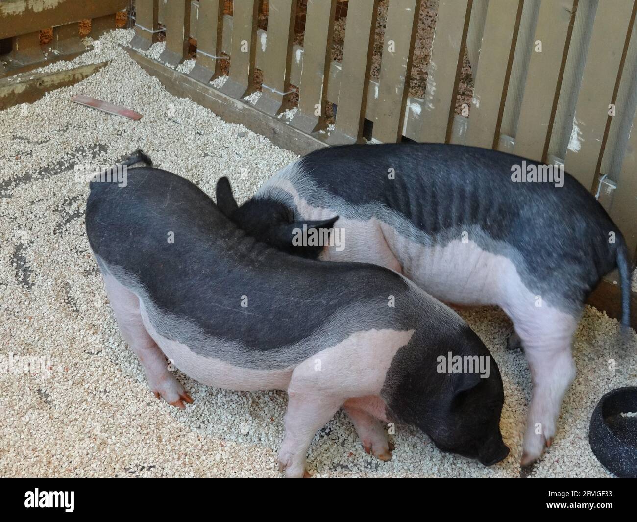 Raising pigs hi-res stock photography and images - Alamy
