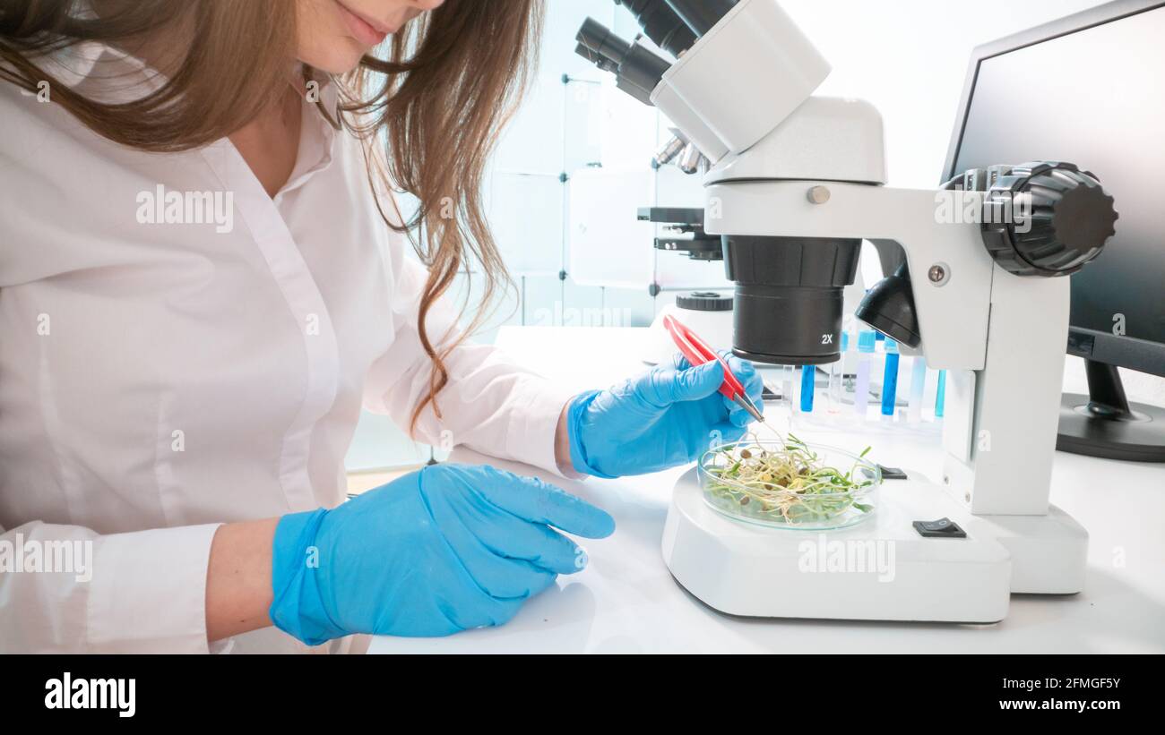 Inspection of the quality of agricultural seeds. Checking the quality ...