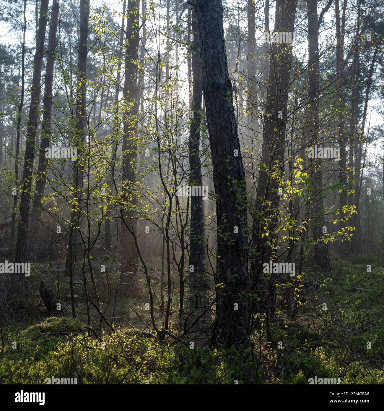 Beams of light between trees hi-res stock photography and images - Alamy