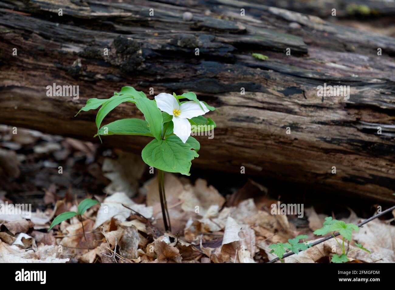 White Trillium Trillium Grandiflorum Flower Ontario Canada The