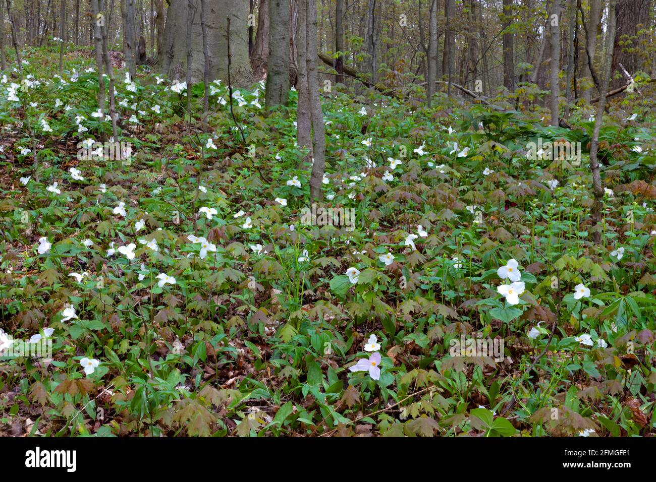 A Field Of White Trillium Trillium Grandiflorum Flower Ontario