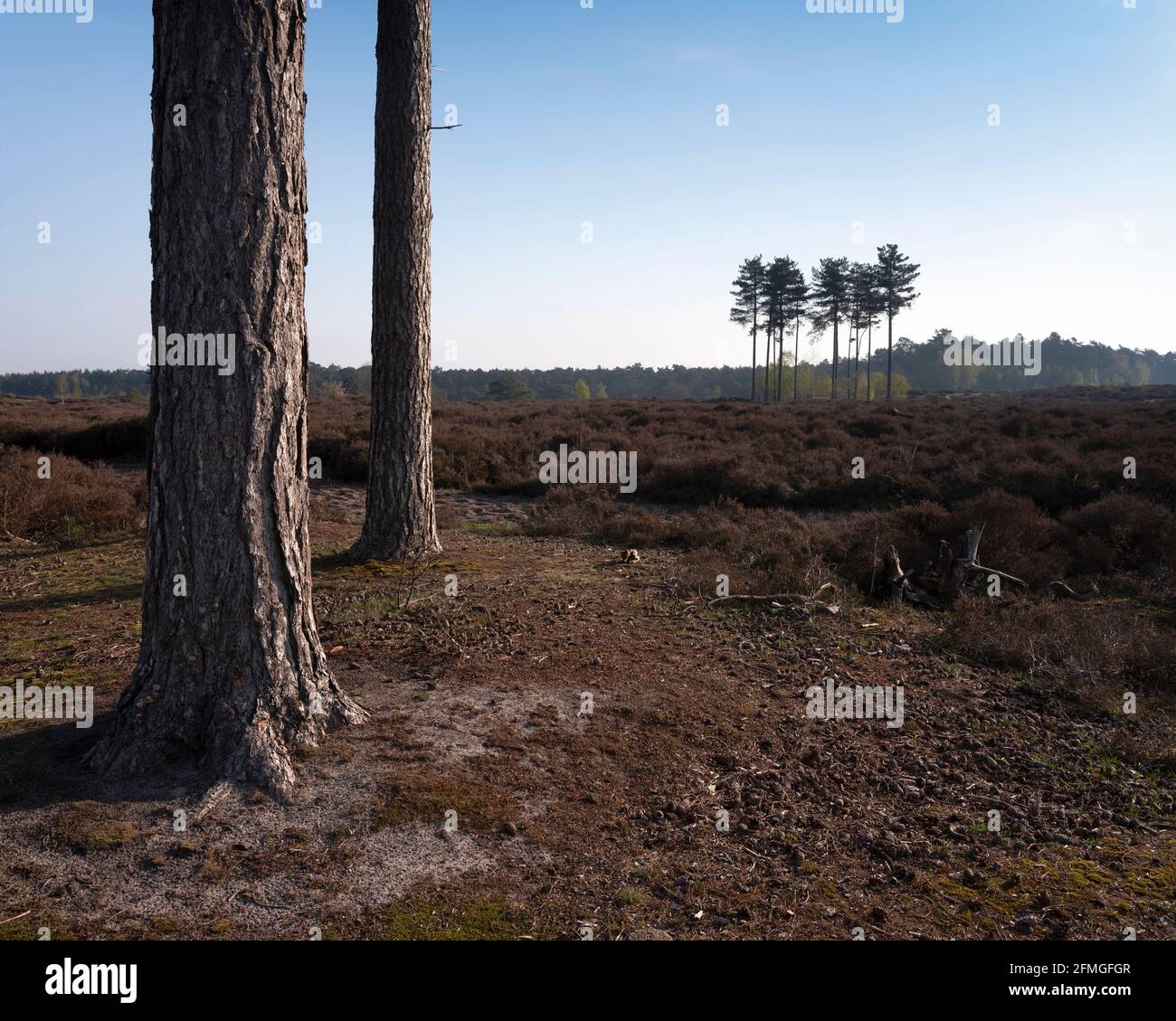 pine trees on heath land near amersfoort and utrecht in holland Stock ...