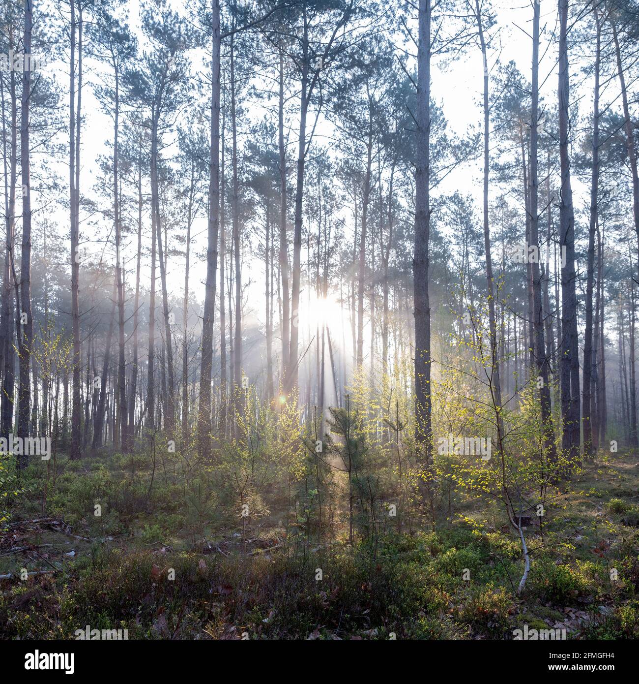 Beams of light between trees hi-res stock photography and images - Alamy
