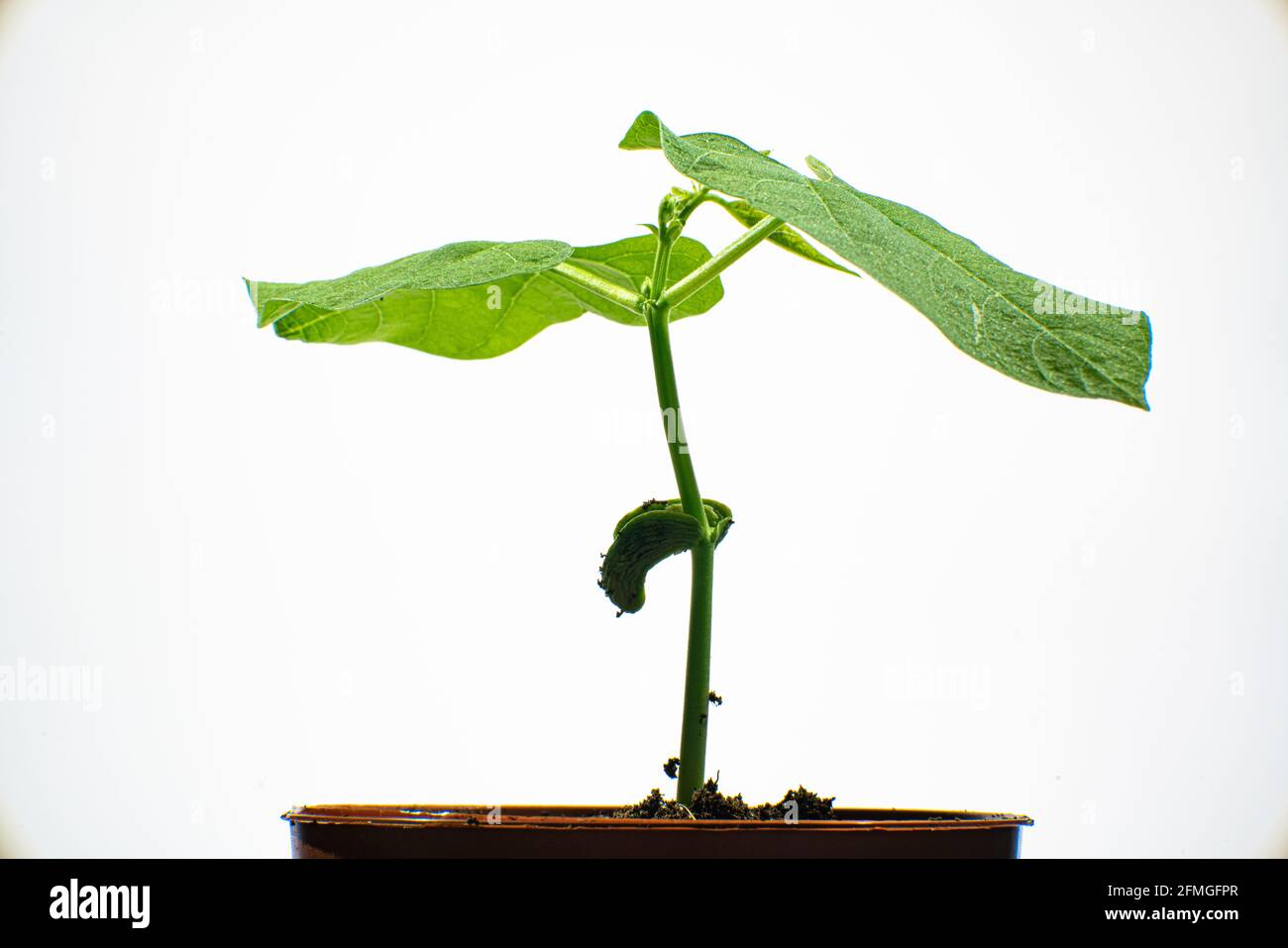 Young plant growing Stock Photo - Alamy