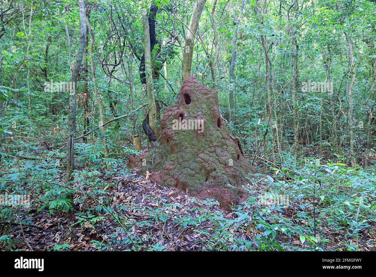 Termite, White ants (Isoptera) termite mound made of clay with ...