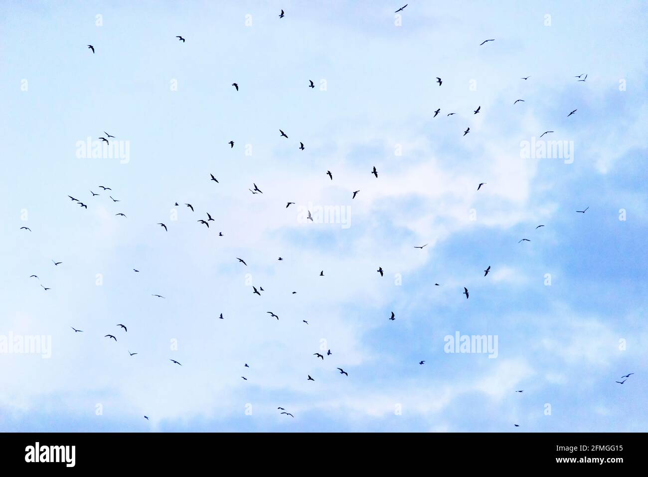 Gulls circling high in the sky. Birds rise in the rising currents of ...