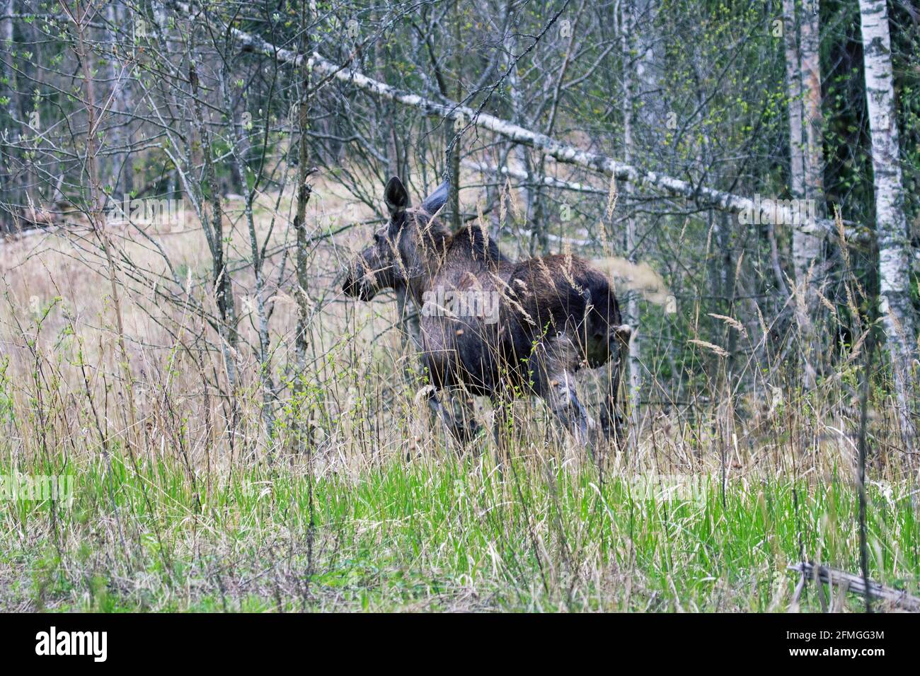 Moose mother of two moose calves runs across the overgrown forest road ...