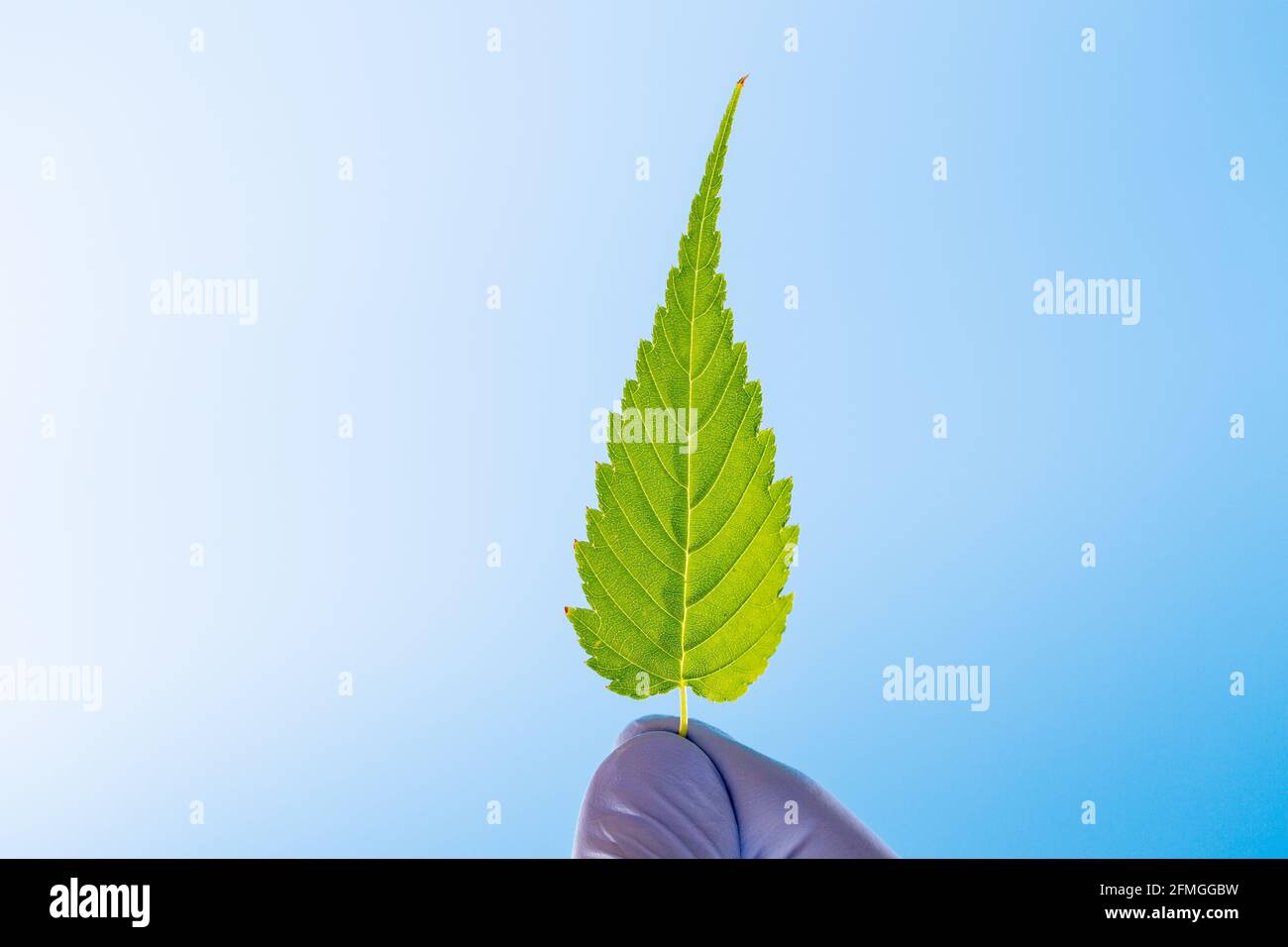 Examination of the leaf of a green plant in a microbiological ...