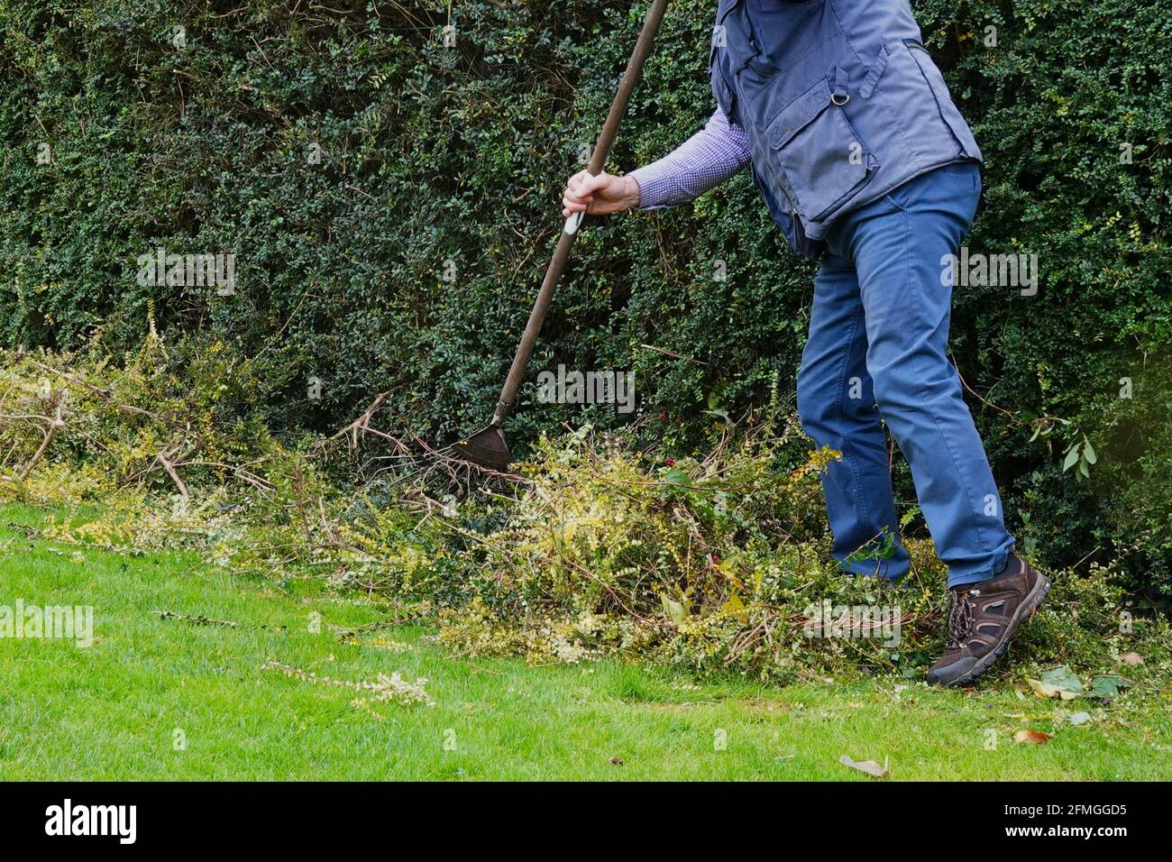 A man raking leaves and hedge cuttings in the garden Stock Photo - Alamy