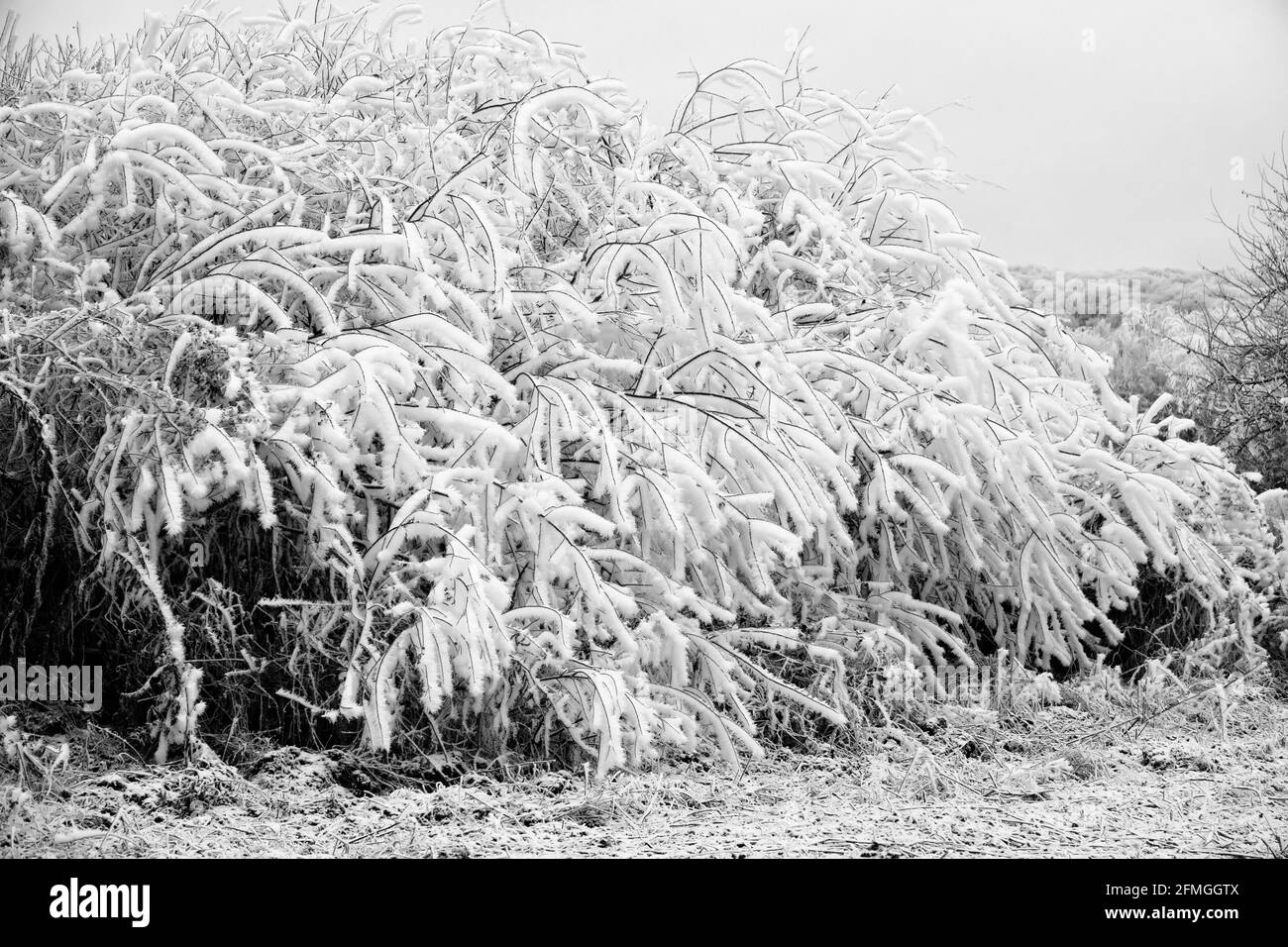 White raiment Black and White Stock Photos & Images - Alamy