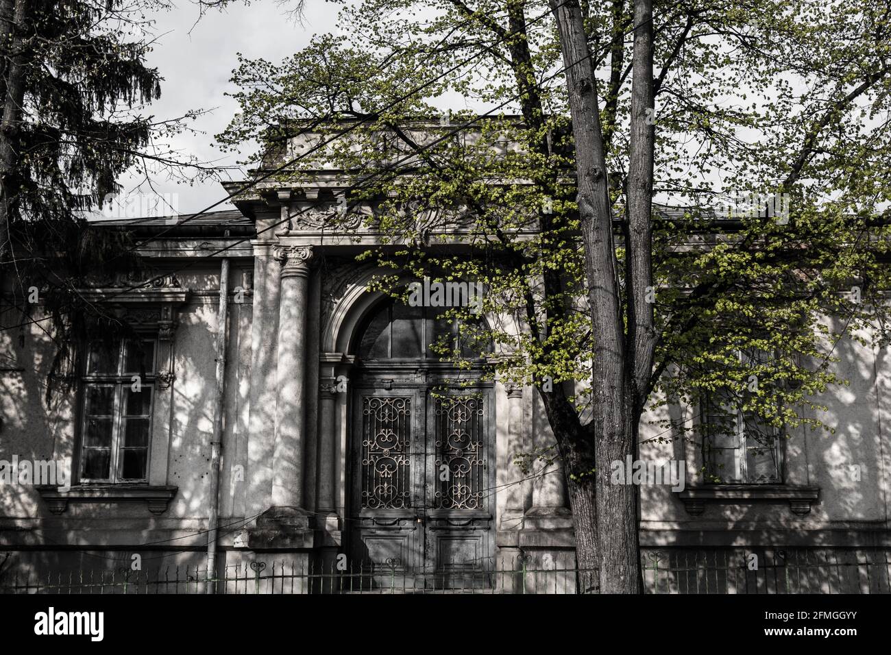 The beautiful tree with fresh leaves in front of vintage building Stock ...