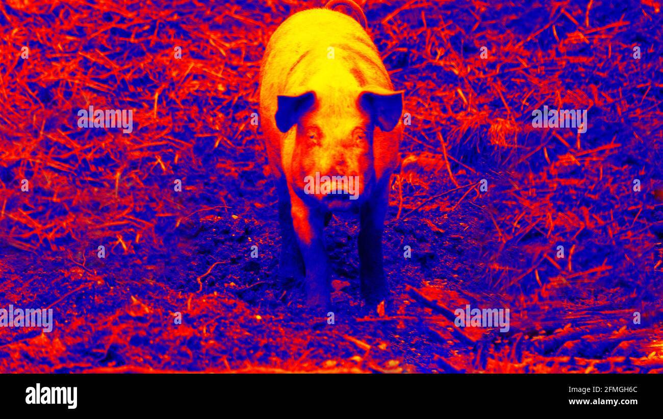 Pig. Scanning animal's body temperature with thermal imager Stock Photo ...