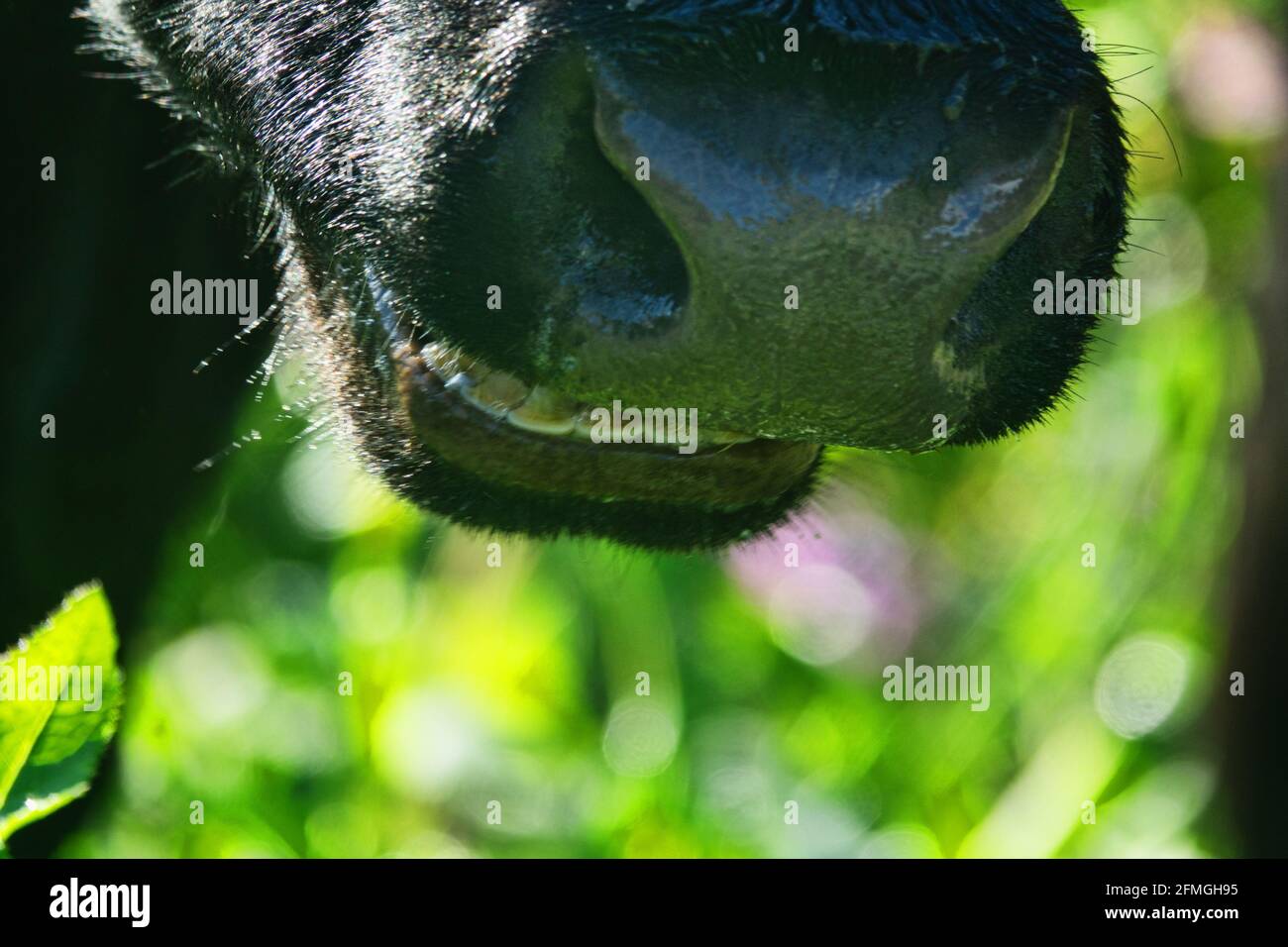 Masticate hi-res stock photography and images - Alamy