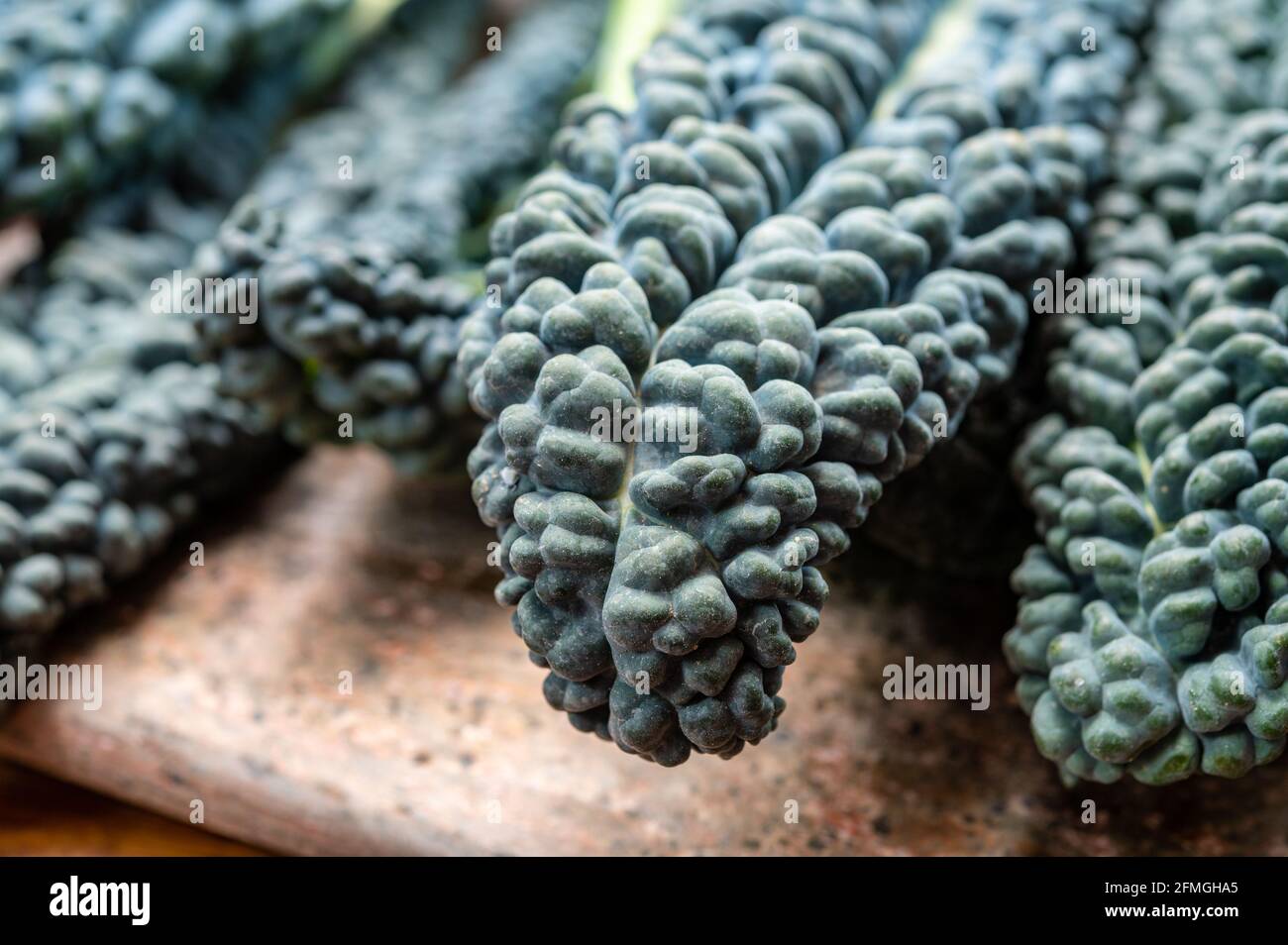 Vegetarian cooking with black flat leaves of cavolo nero tuscan cabbage ...