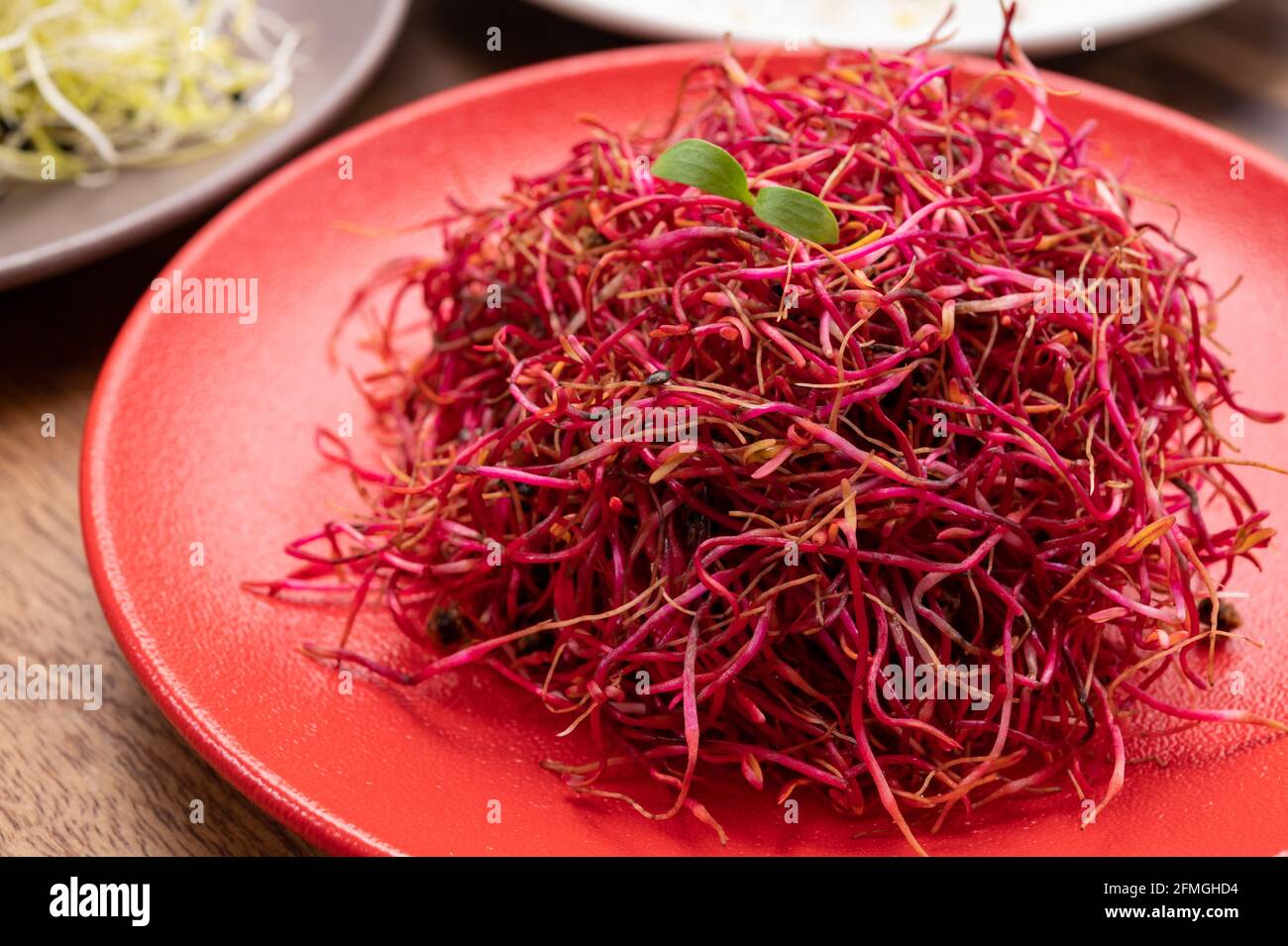 Healthy food, young sprouts plants of red beet ready for consumption ...