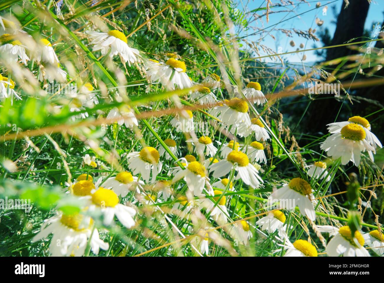 German camomile (Matricaria chamomilla) with drooping petals finish ...