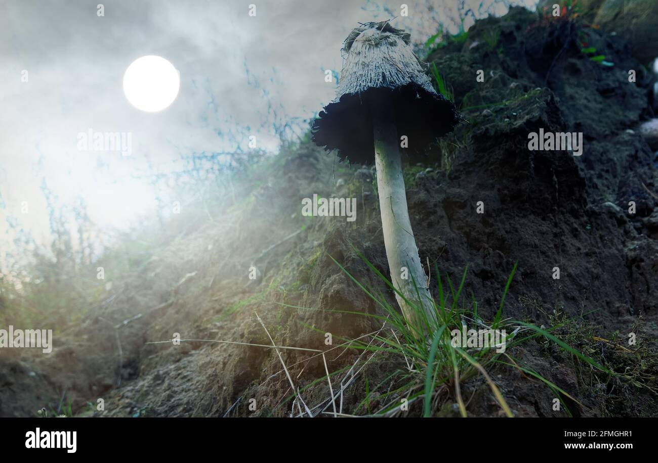 Inky mushroom, ink cap like a ramshackle mushroom against a cliff and ...