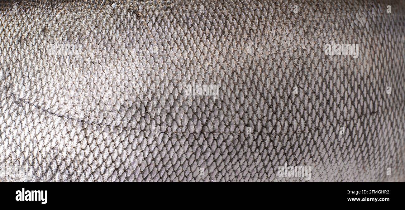 Silver carp hi-res stock photography and images - Alamy